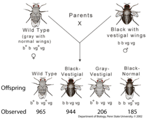 Linked Genes and Recombination - learn-biology