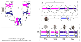 Linked Genes and Recombination - learn-biology