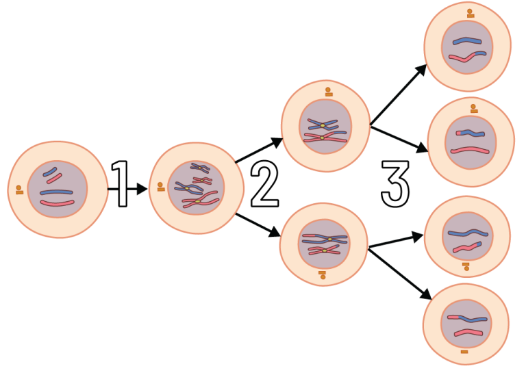 Topics 5.1 – 5.2, Part 3: How Meiosis Creates Variation - learn-biology